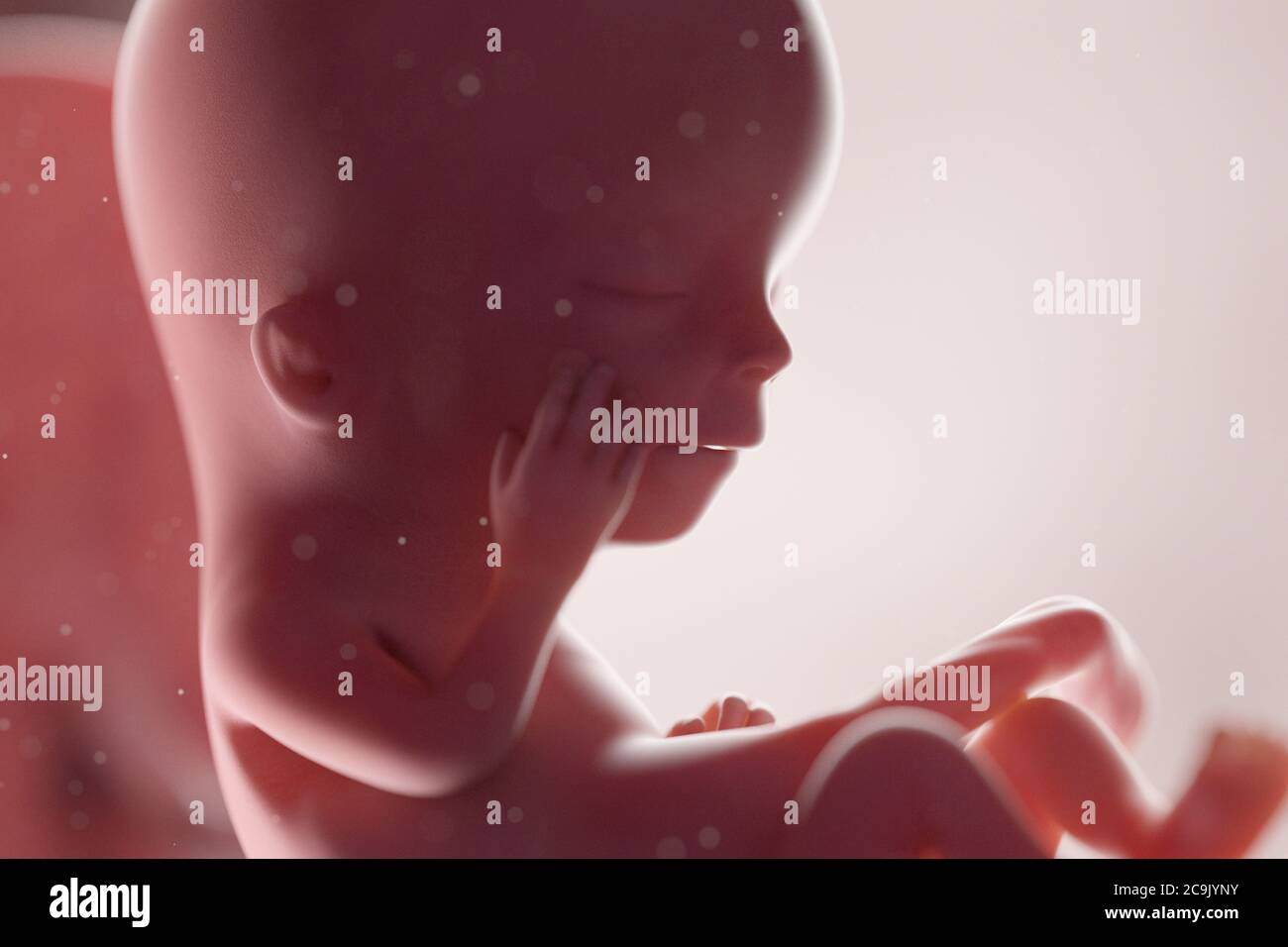 Human foetus, week 12, illustration Stock Photo - Alamy
