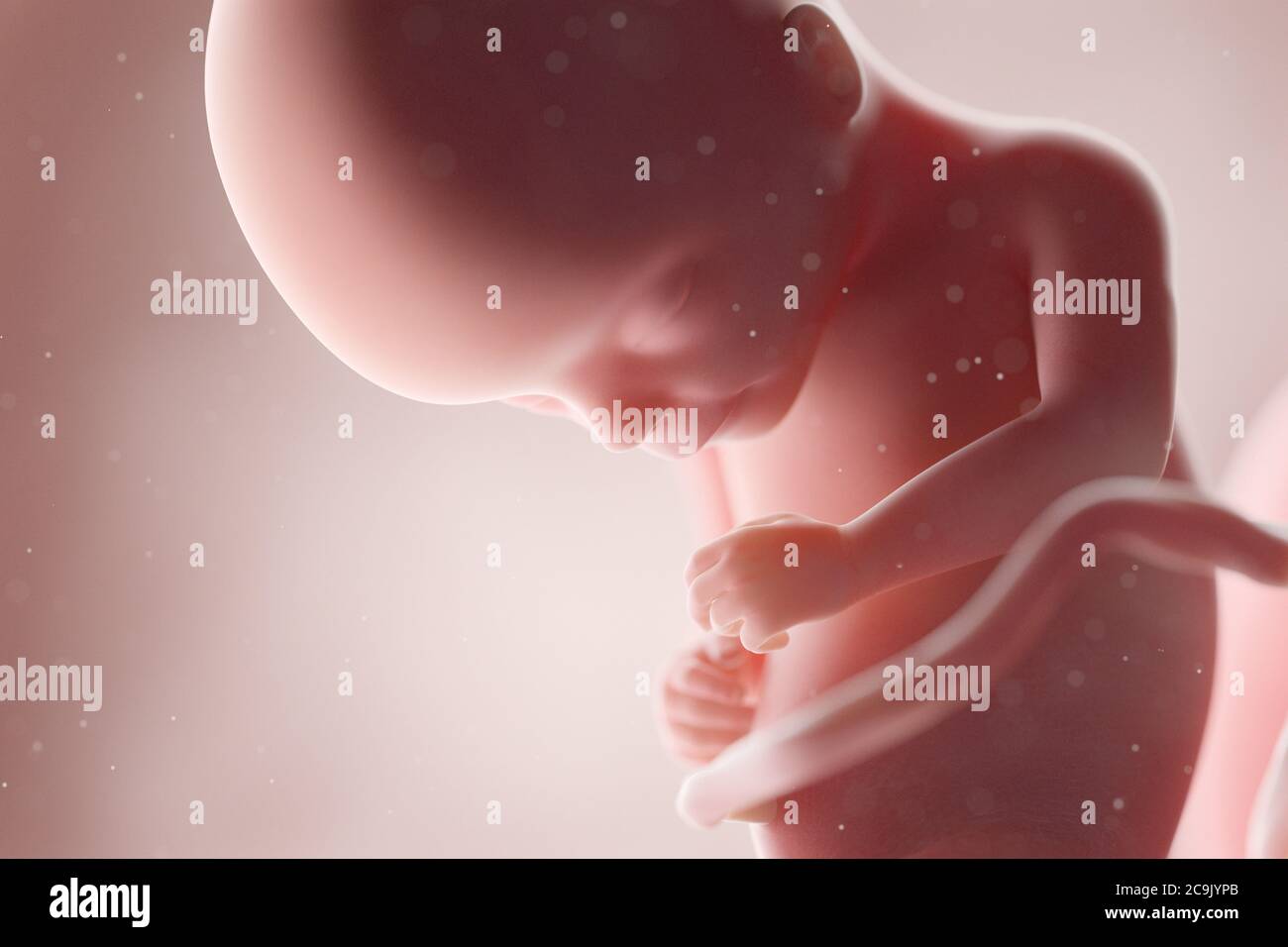 Human foetus, week 17, illustration Stock Photo - Alamy