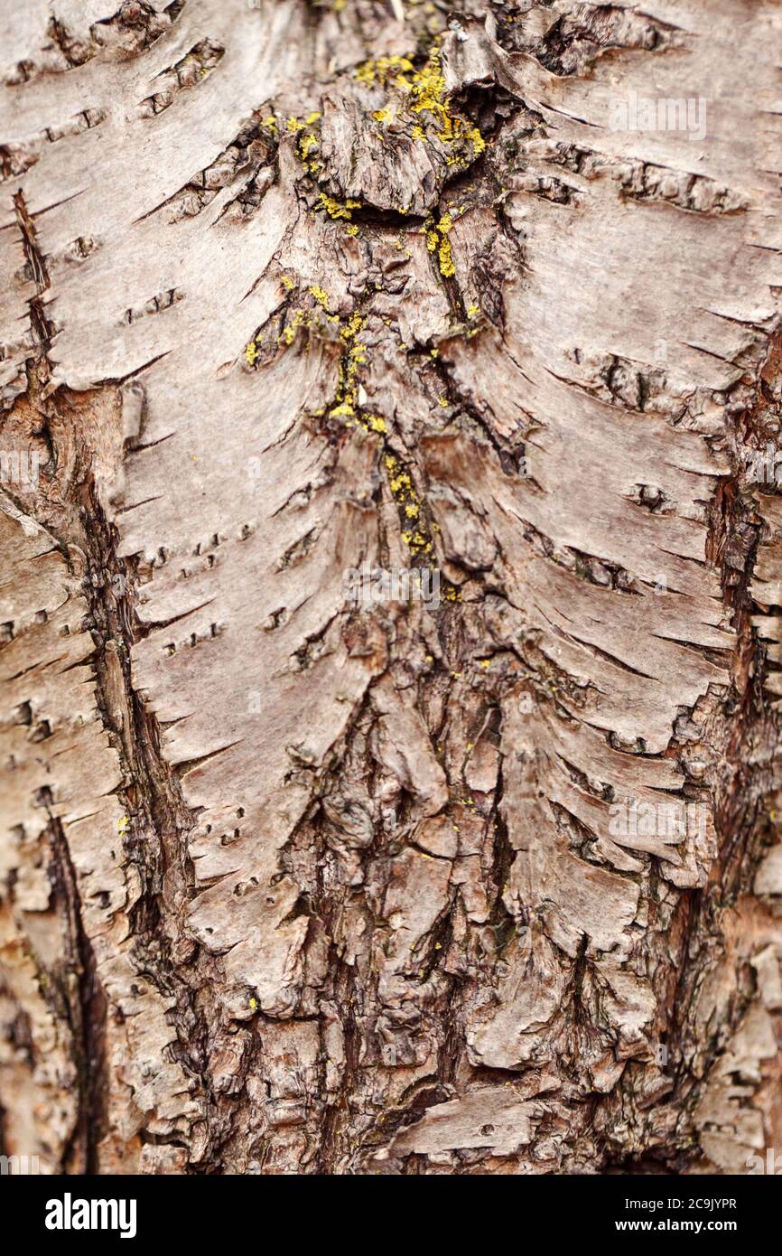 Natural wooden texture background. Closeup macro of old aged tree bark ...