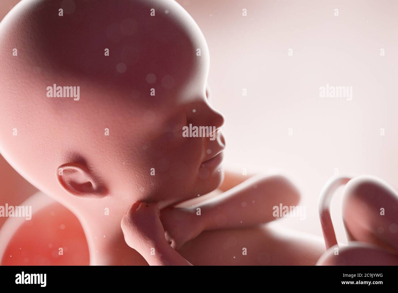 Human foetus, week 24, illustration Stock Photo - Alamy