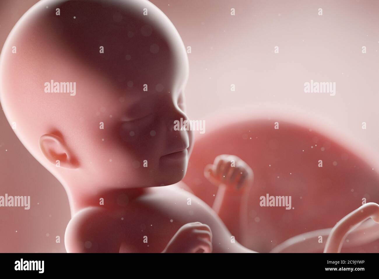 Human foetus, week 26, illustration Stock Photo - Alamy