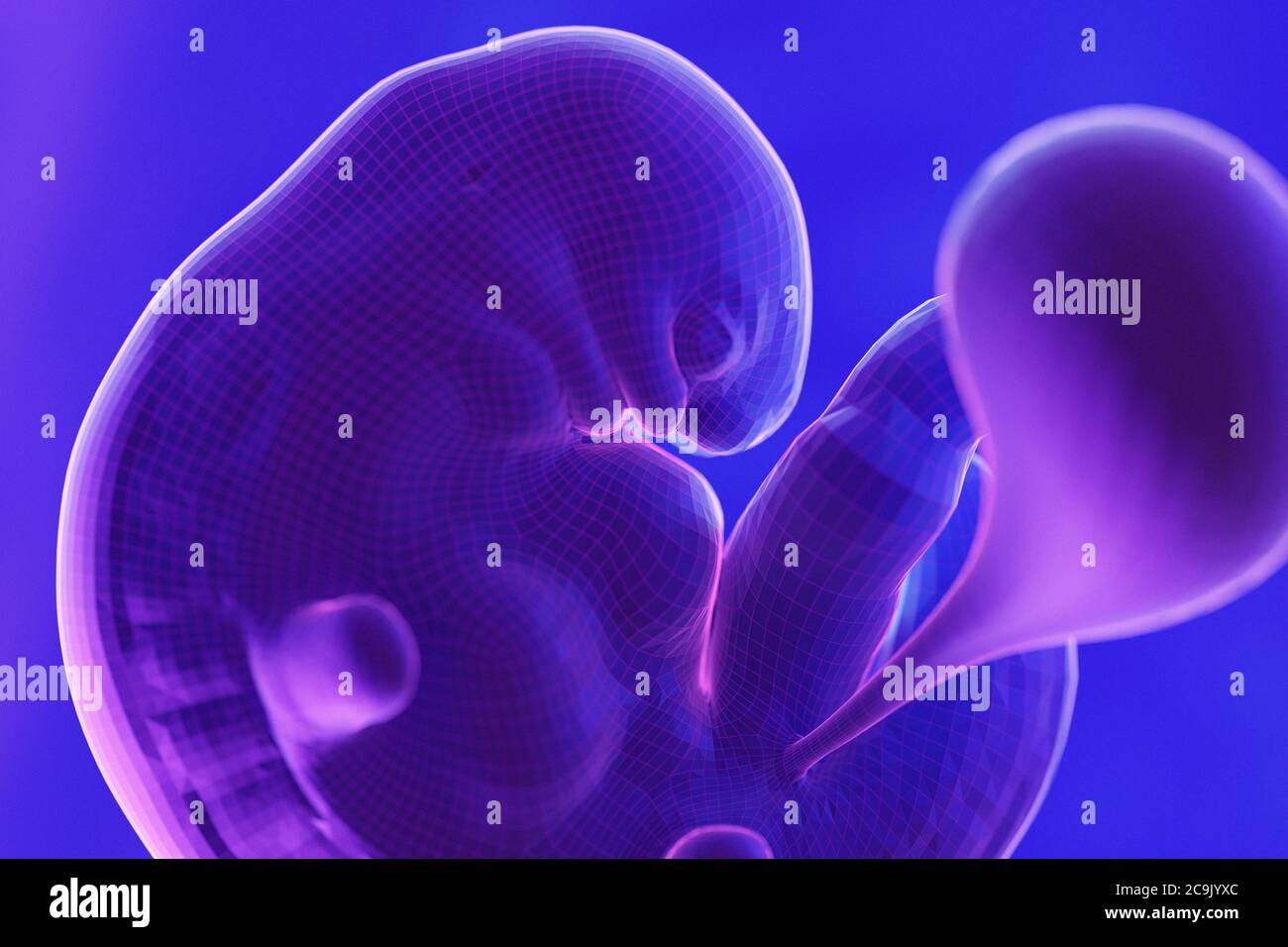 6 week foetus hi-res stock photography and images - Alamy