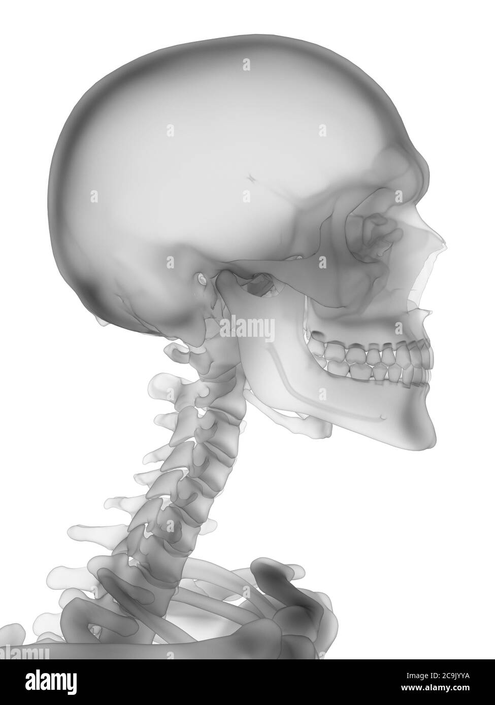 Skull back Black and White Stock Photos & Images - Alamy