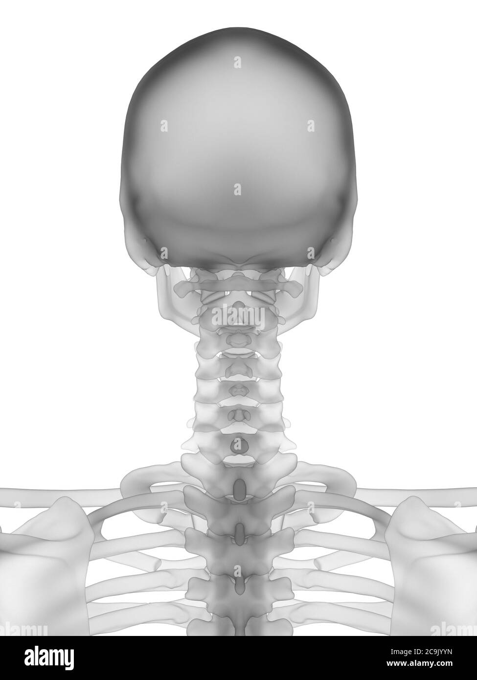 Neck bones, illustration Stock Photo - Alamy