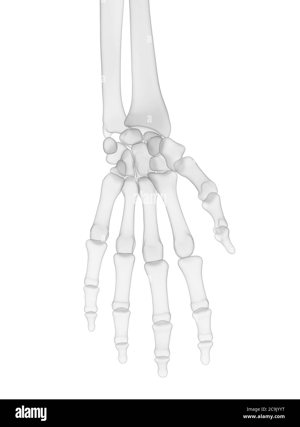 Bones hand phalanx phalanges hi-res stock photography and images - Alamy