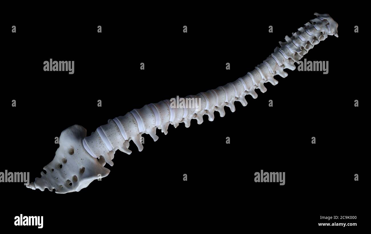 Human spine, illustration Stock Photo - Alamy