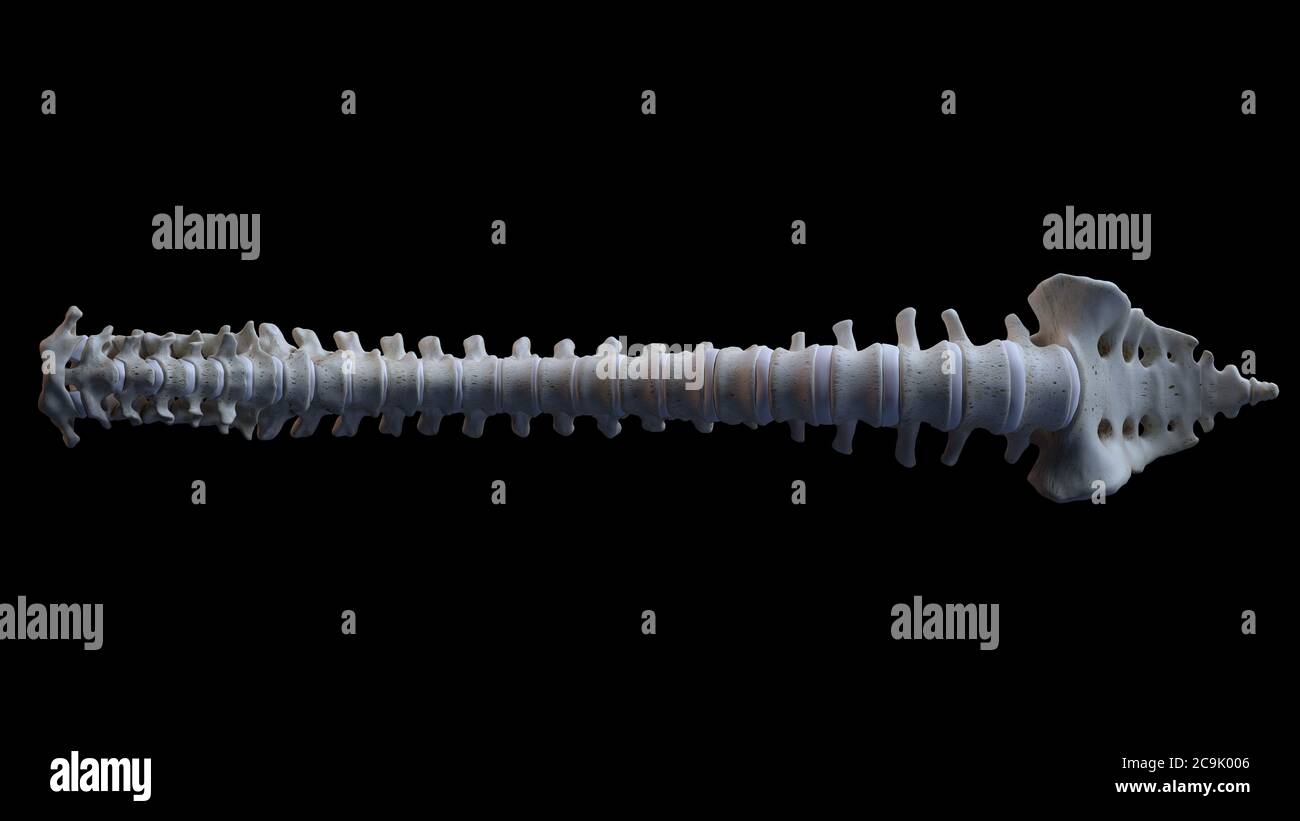 Human spine, illustration Stock Photo - Alamy