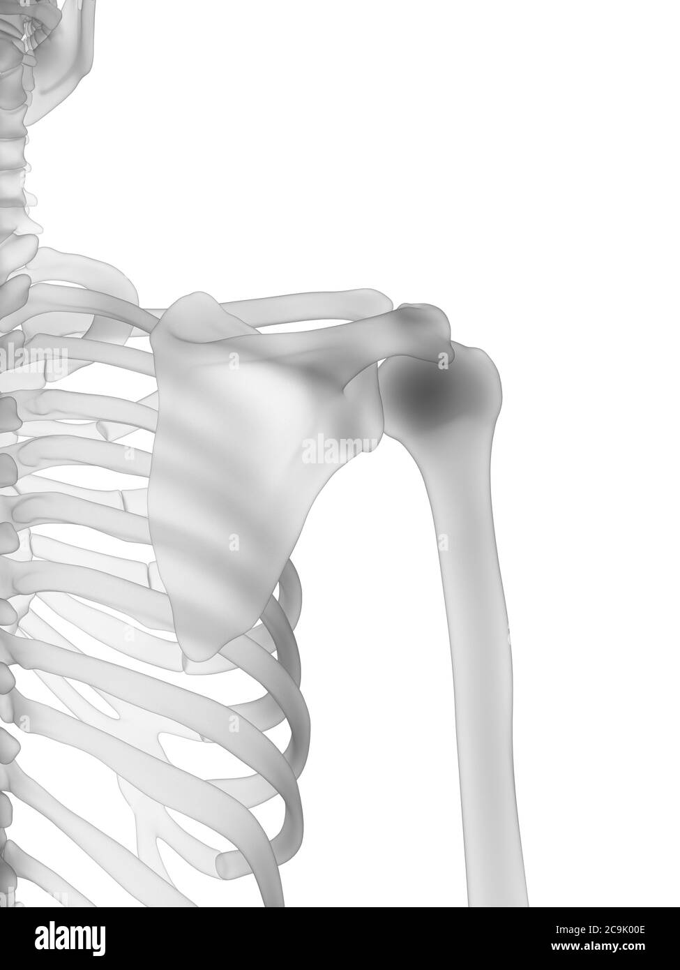 Healthy shoulder joint Black and White Stock Photos & Images - Alamy