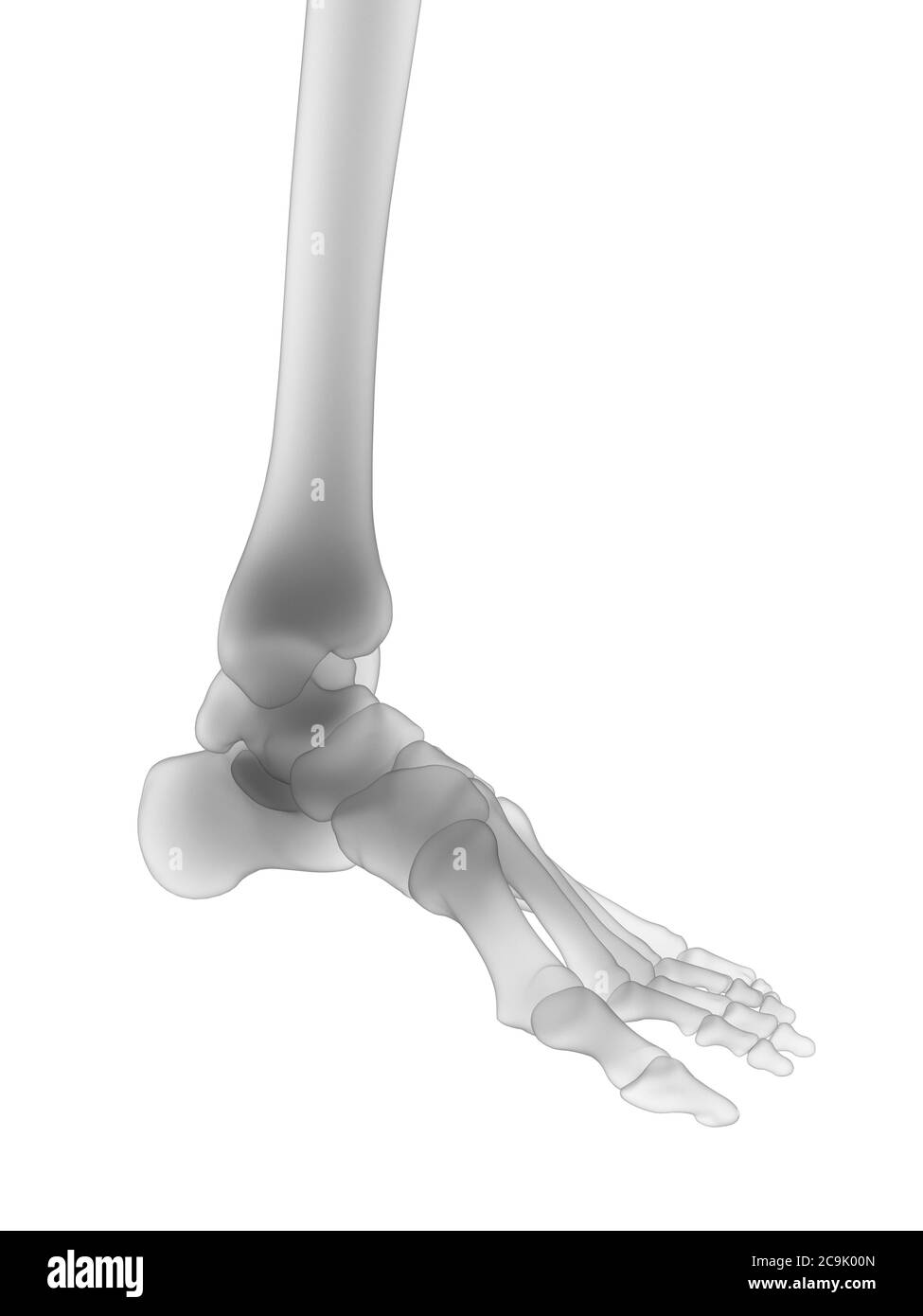 Foot bones, illustration Stock Photo - Alamy