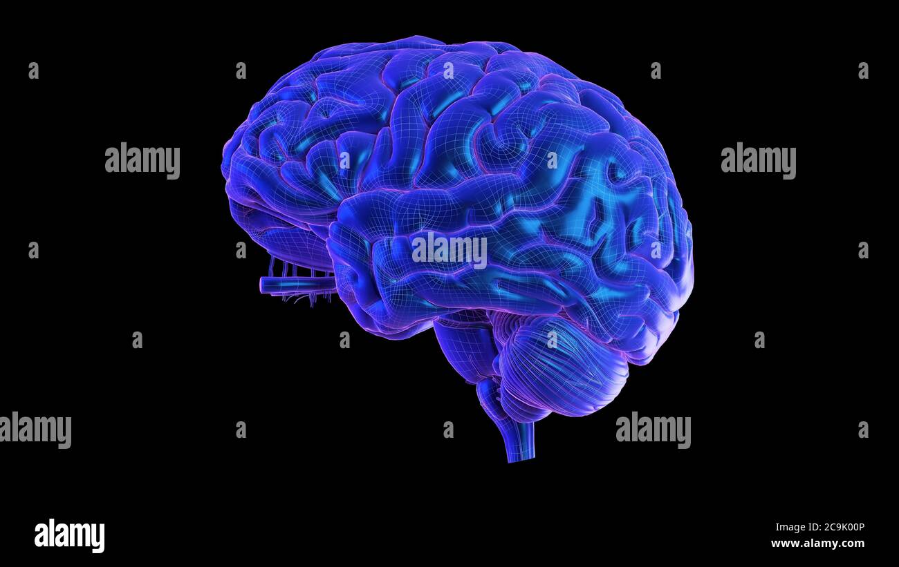 Human brain, illustration Stock Photo - Alamy