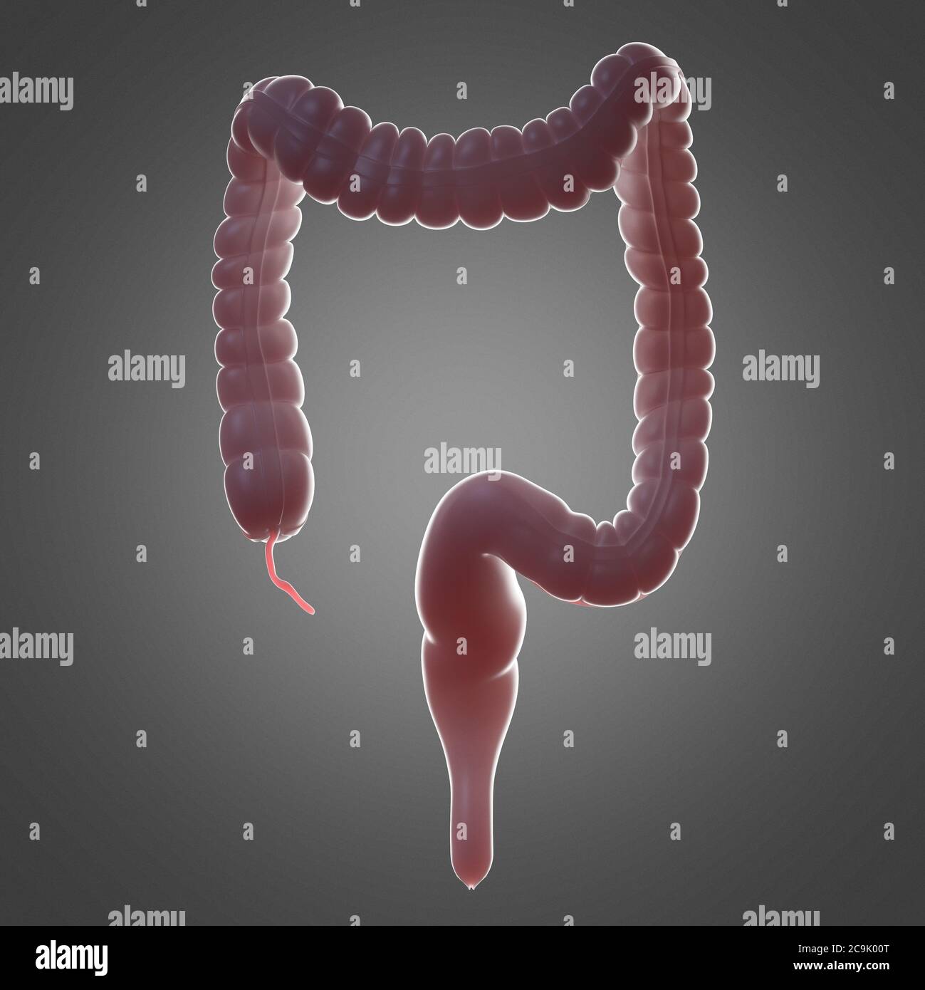 Cecum High Resolution Stock Photography and Images - Alamy