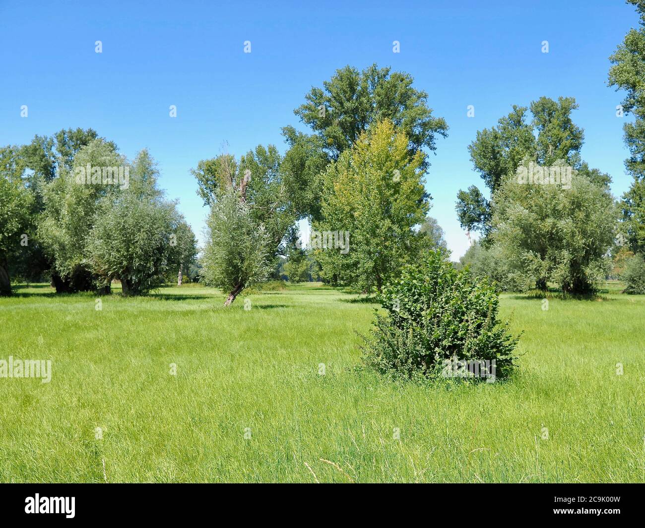 Beautiful nature at Rhine river in Germany Stock Photo - Alamy