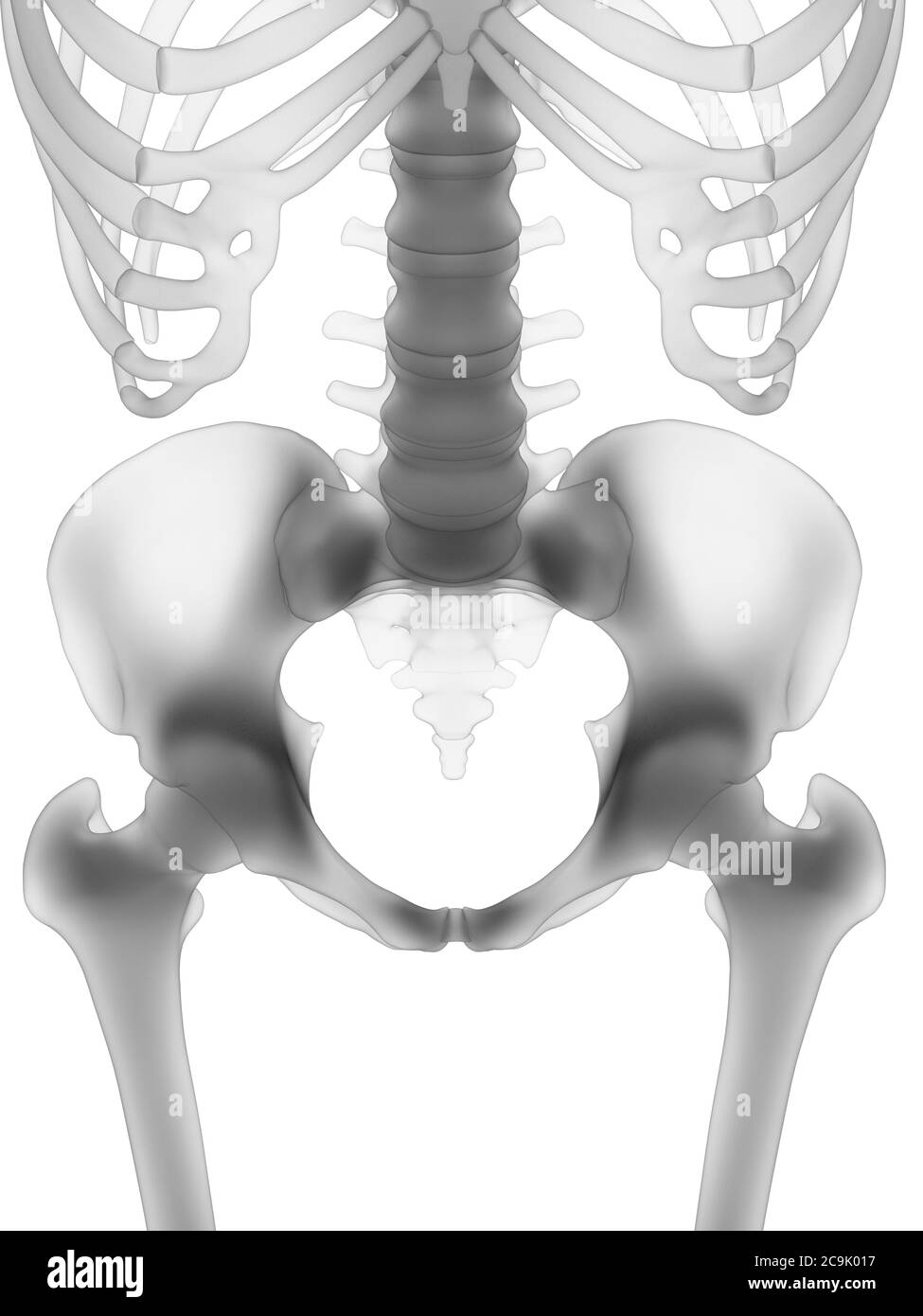 Hip and pelvis illustration Black and White Stock Photos & Images - Alamy