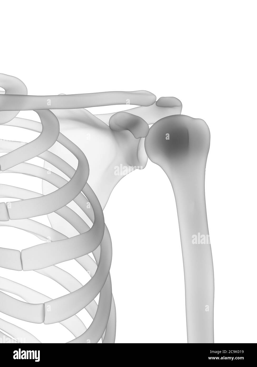 Shoulder bones, illustration Stock Photo - Alamy