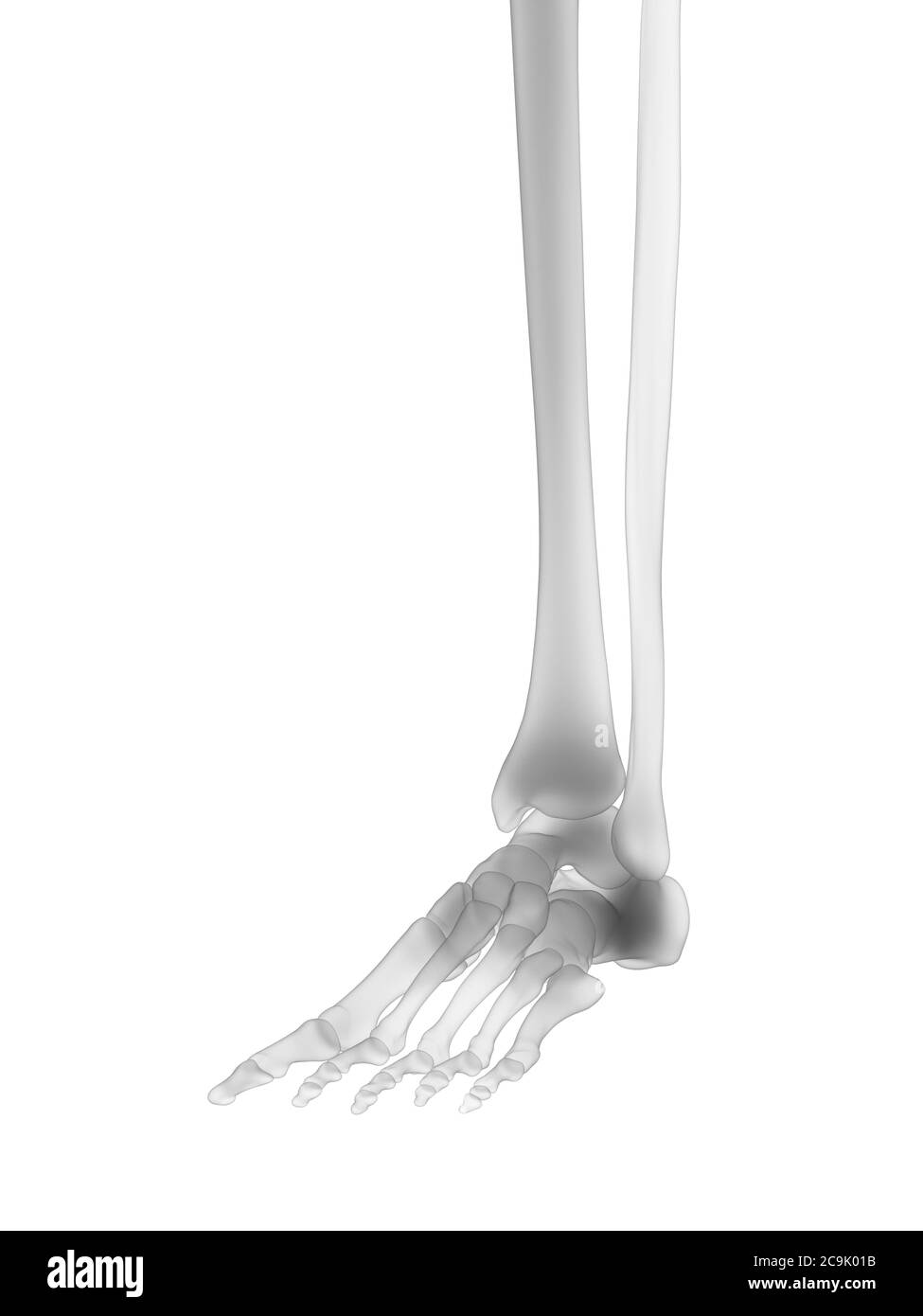 Foot skeleton tibia fibula bones Black and White Stock Photos & Images ...