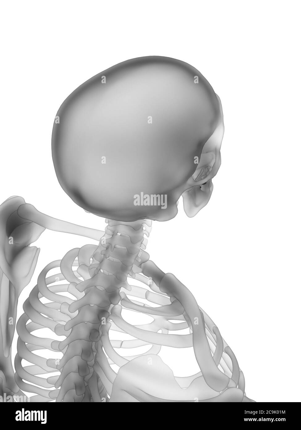 Neck bones, illustration Stock Photo - Alamy