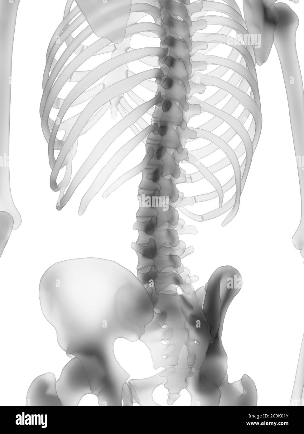 Spine column Black and White Stock Photos & Images - Alamy