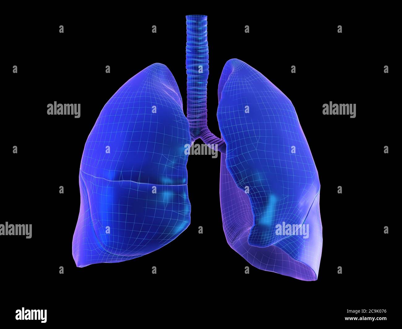 Human lung, illustration Stock Photo - Alamy