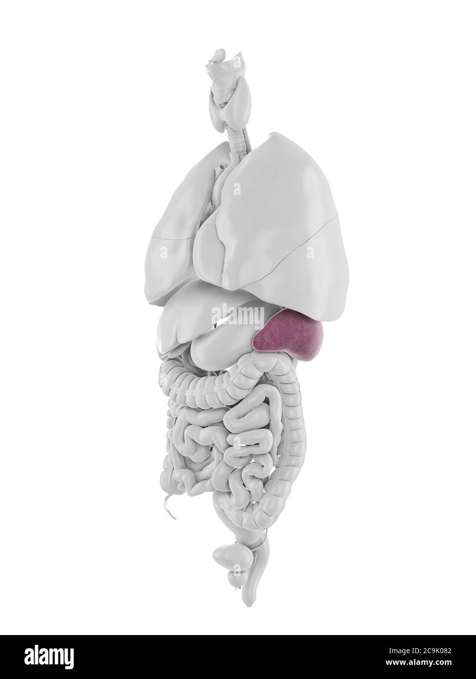 Male spleen Cut Out Stock Images & Pictures - Alamy