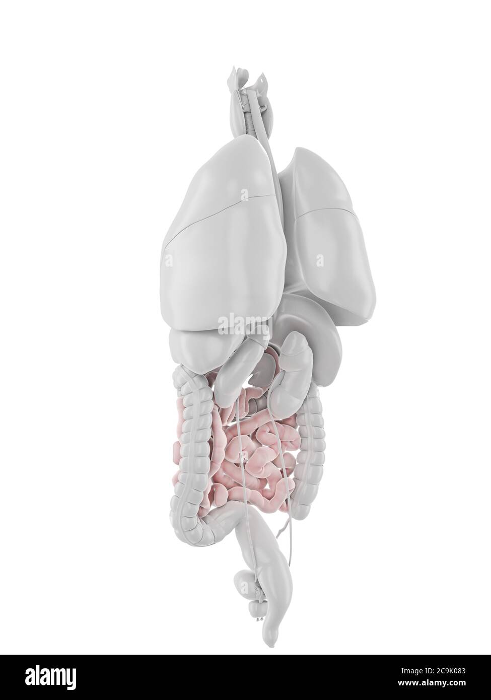 Small intestine, illustration Stock Photo - Alamy