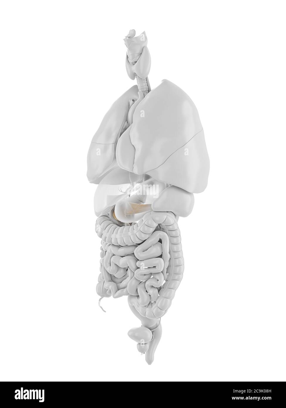 Healthy pancreas artwork Cut Out Stock Images & Pictures - Alamy