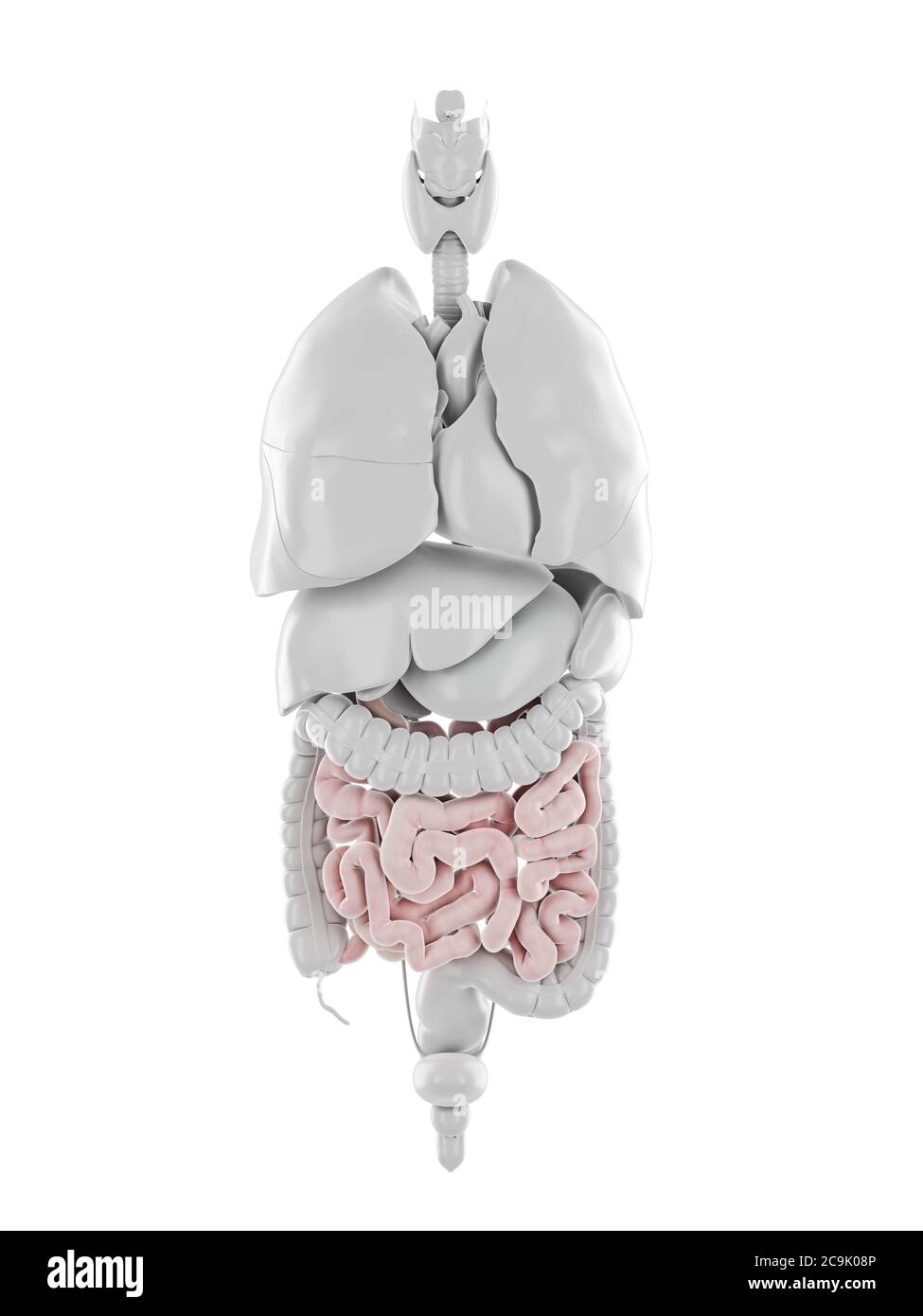 Healthy small intestine artwork Cut Out Stock Images & Pictures - Alamy