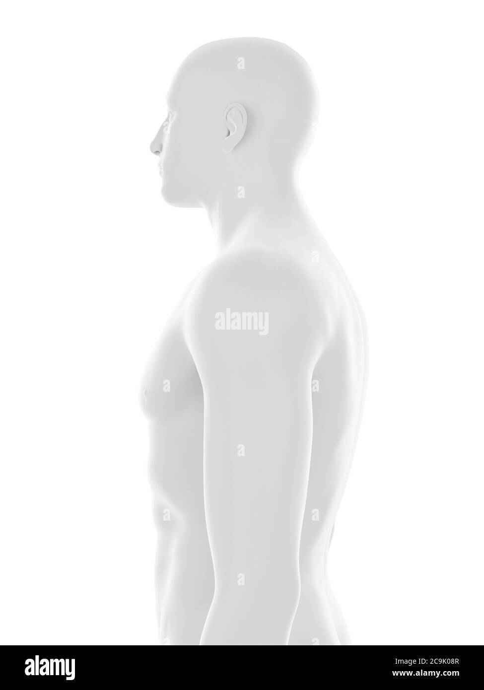 Male upper body, illustration Stock Photo - Alamy