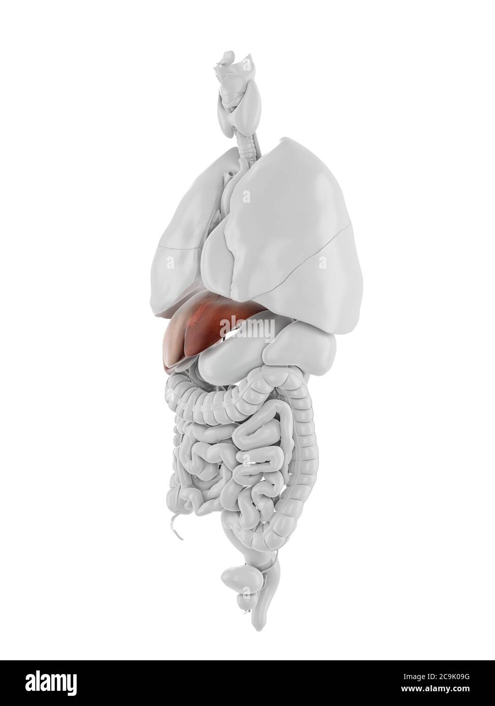 Glycogen liver Cut Out Stock Images & Pictures - Alamy