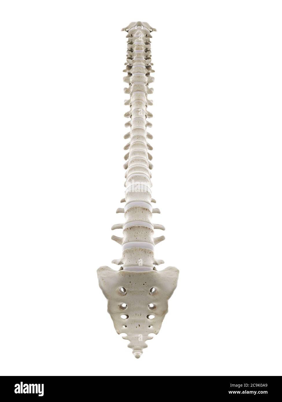 Healthy human spine, illustration Stock Photo - Alamy