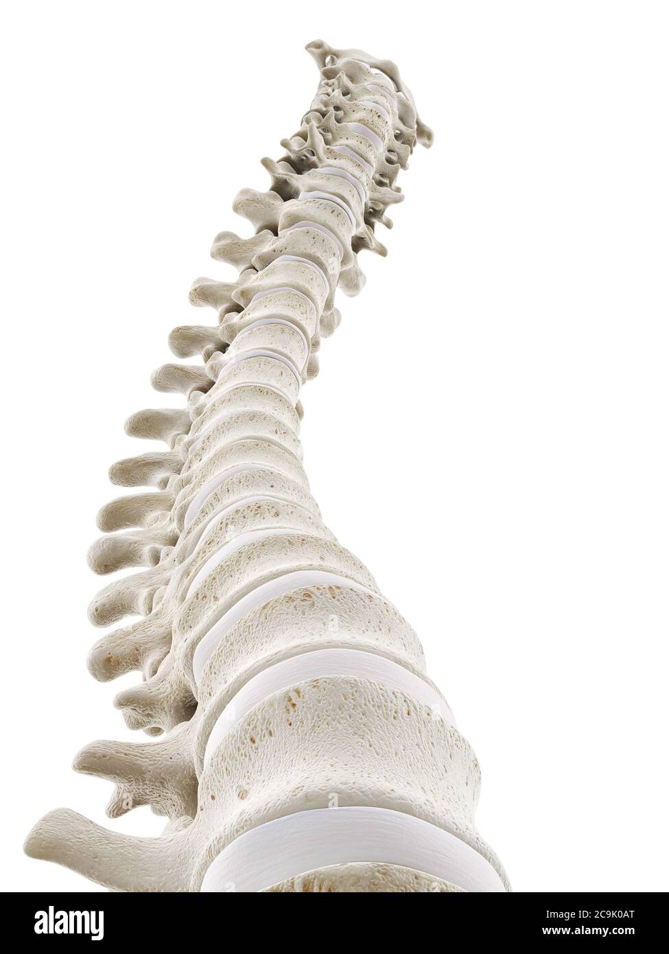 Healthy human spine, illustration Stock Photo - Alamy