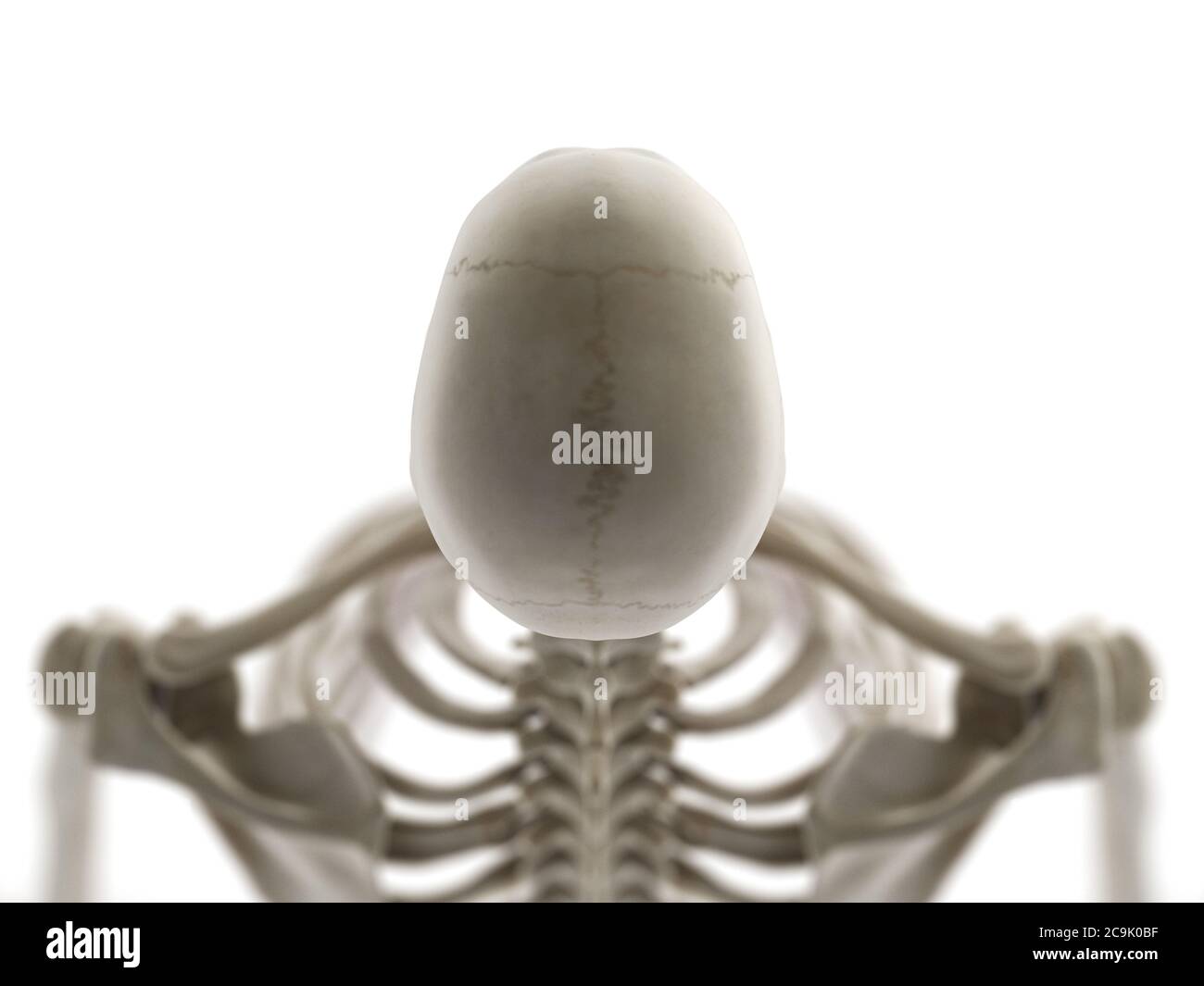 Skeletal neck and skull, illustration Stock Photo - Alamy