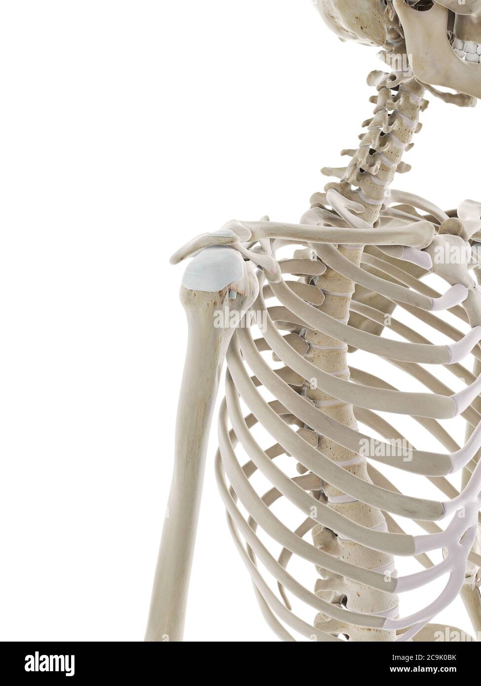 Skeletal shoulder, illustration Stock Photo - Alamy