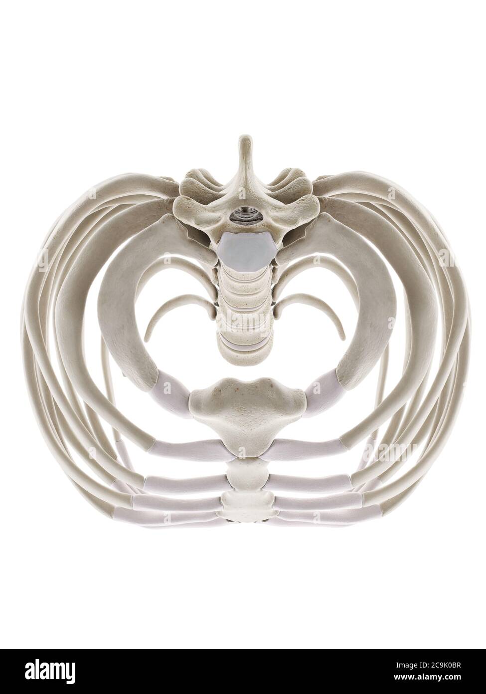 Skeletal thorax Cut Out Stock Images & Pictures - Alamy
