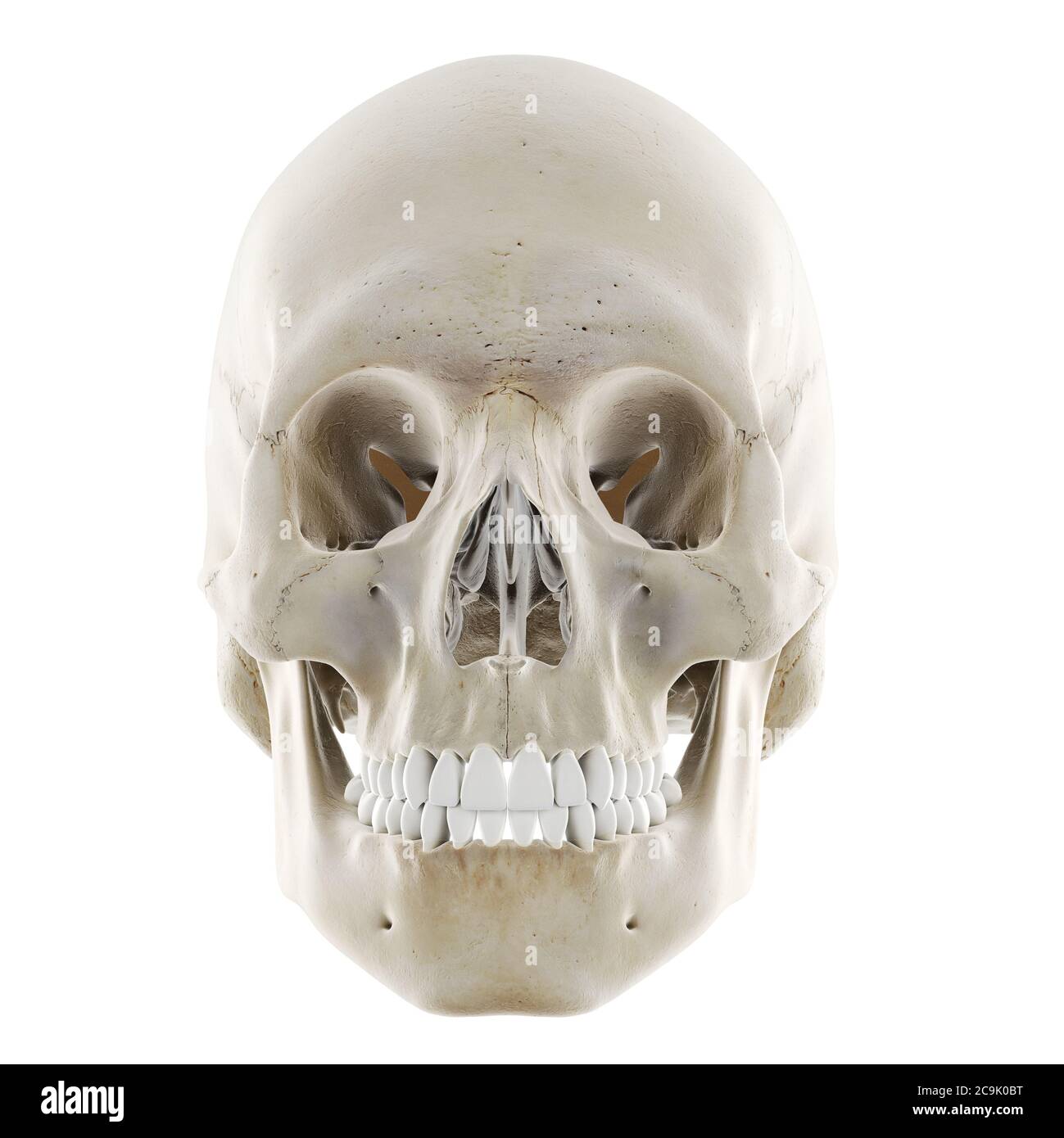 Human skeleton skull mandible bone Cut Out Stock Images & Pictures - Alamy