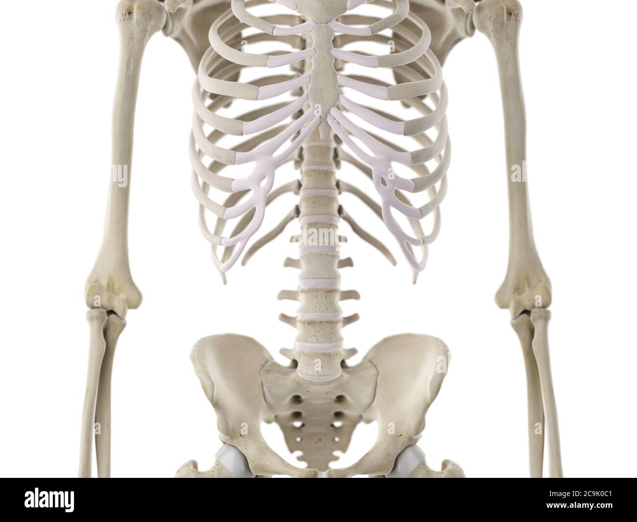 Skeletal thorax, illustration Stock Photo - Alamy