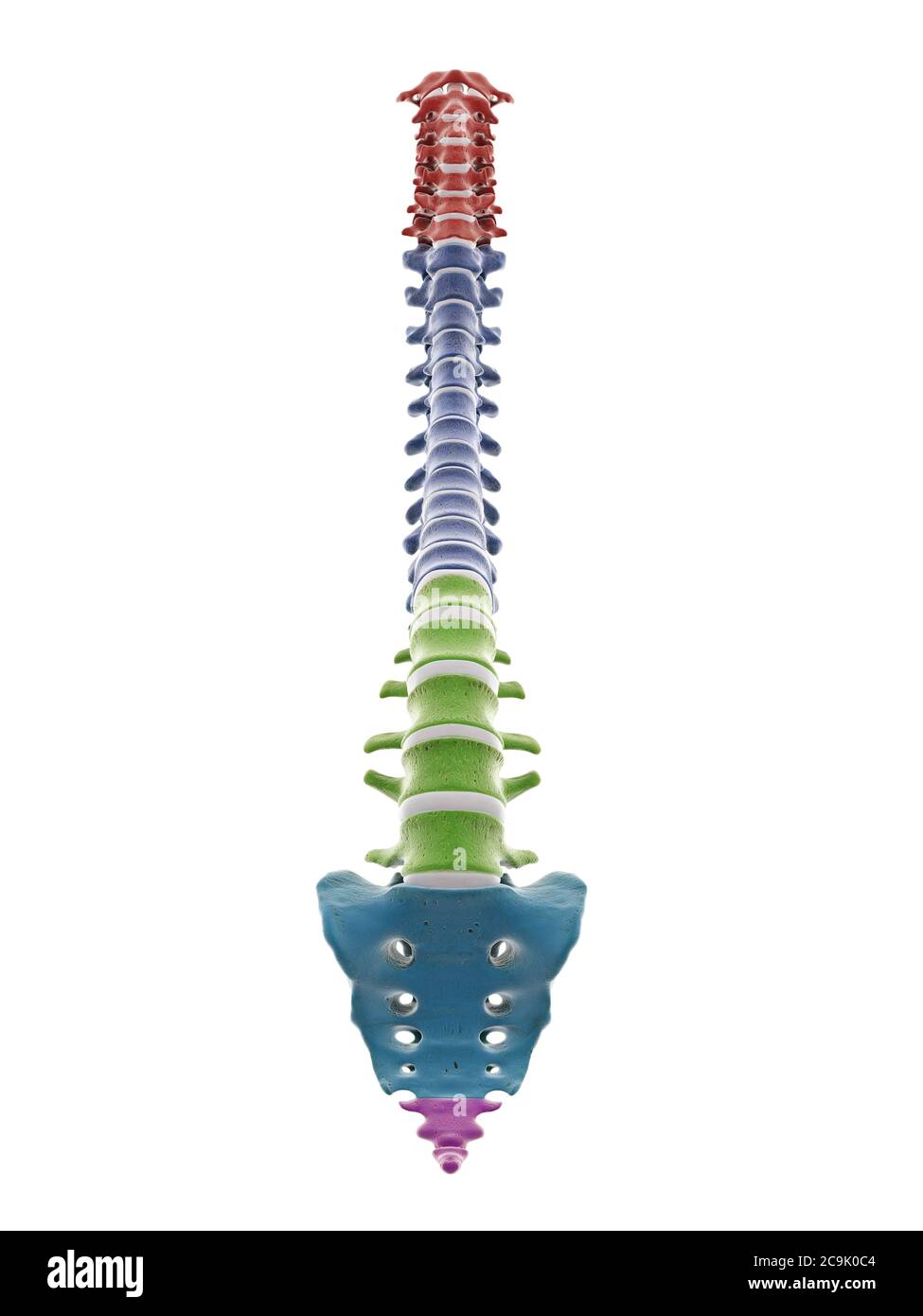 Spinal segments hi-res stock photography and images - Alamy