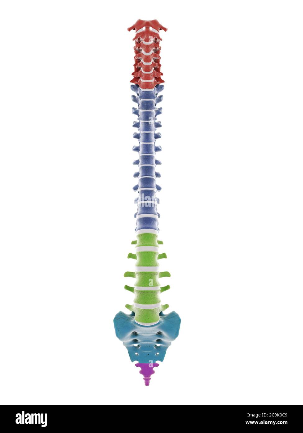 Segments of the human spine, illustration Stock Photo - Alamy