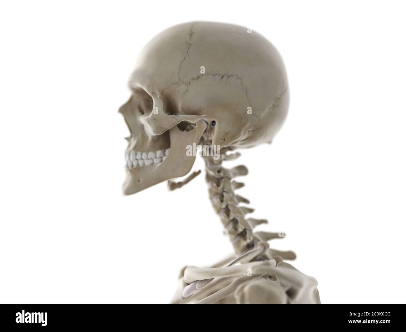 Skeletal neck and skull, illustration Stock Photo - Alamy