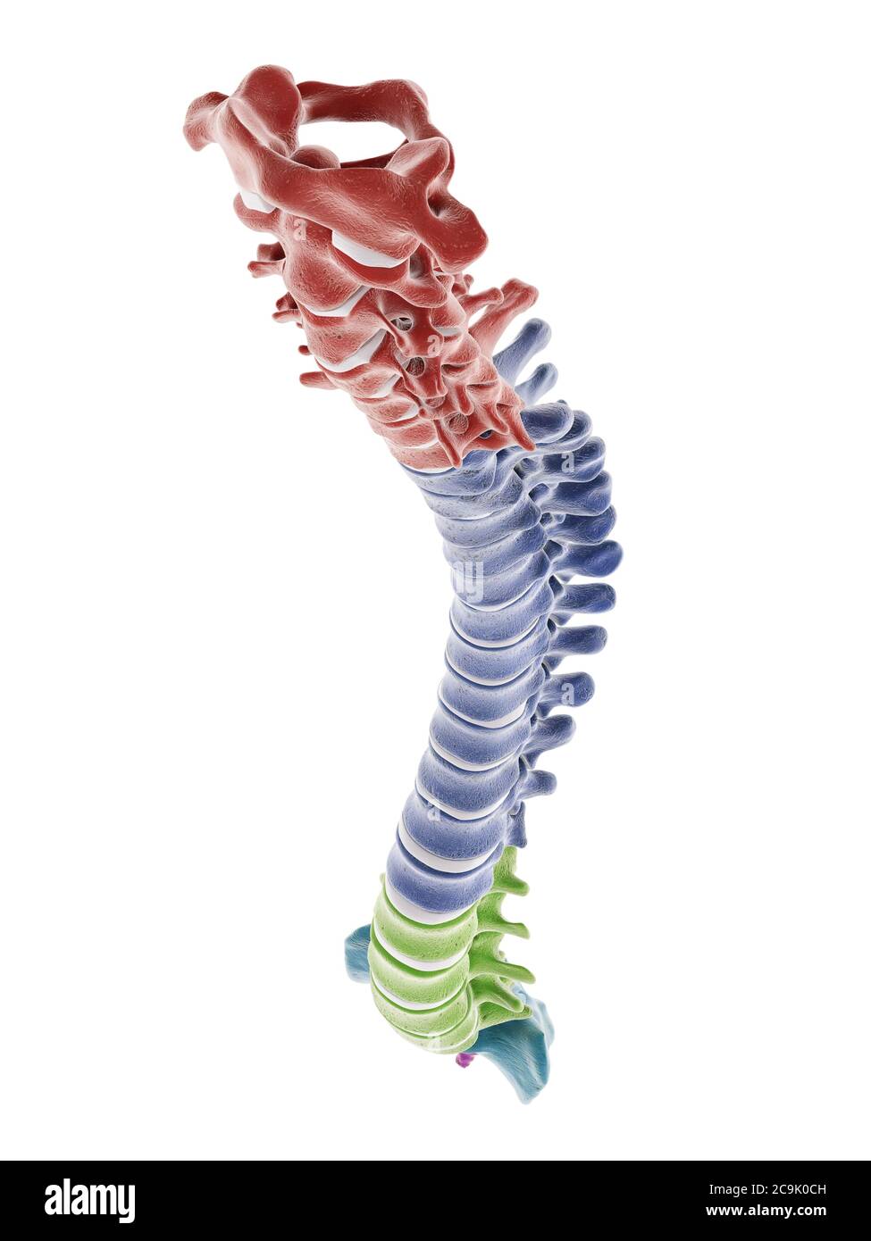 Segments of the human spine, illustration Stock Photo - Alamy
