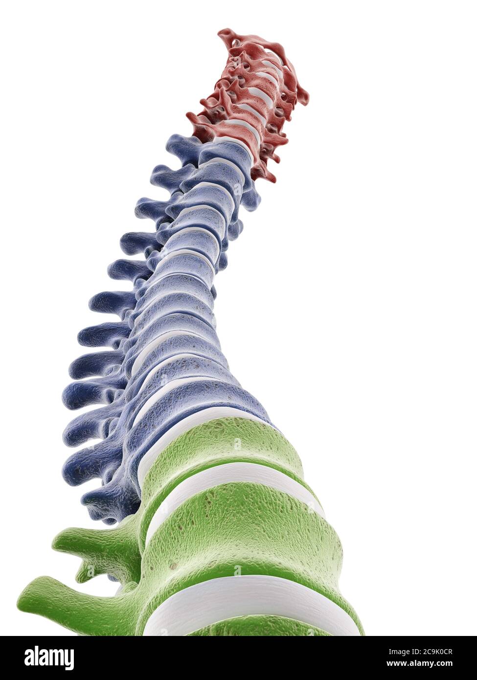 Segments of the human spine, illustration Stock Photo - Alamy