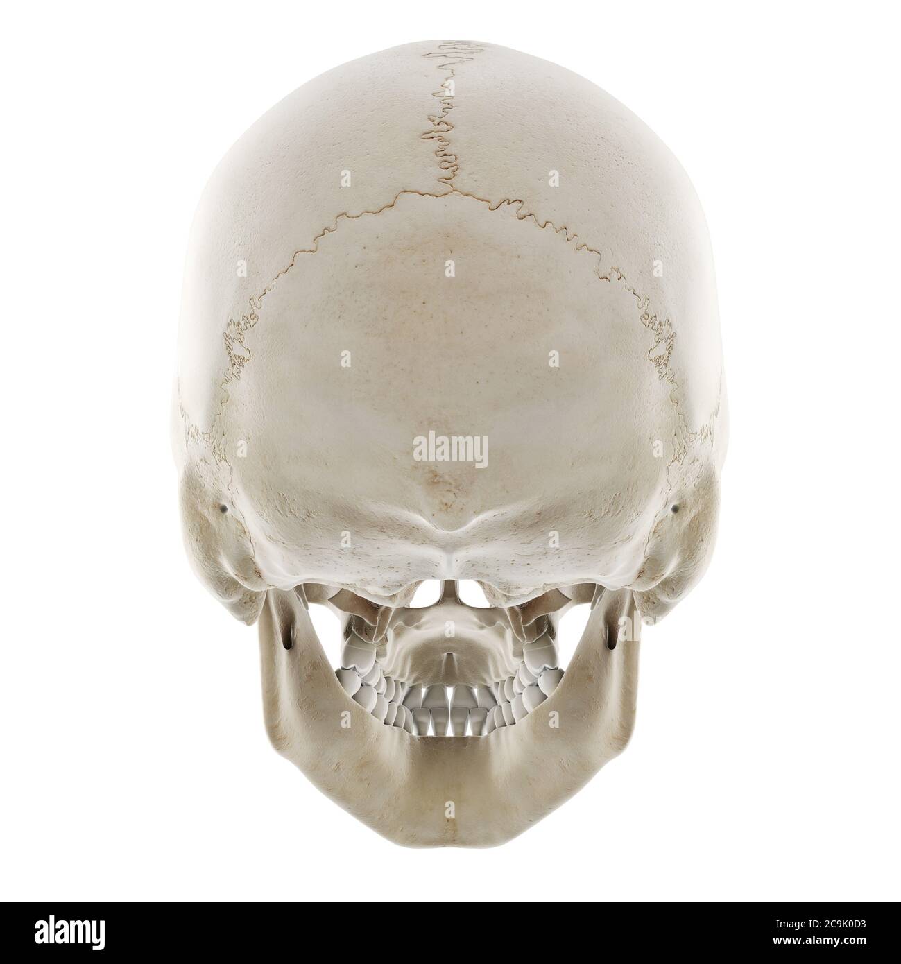 Human skeleton skull mandible bone Cut Out Stock Images & Pictures - Alamy