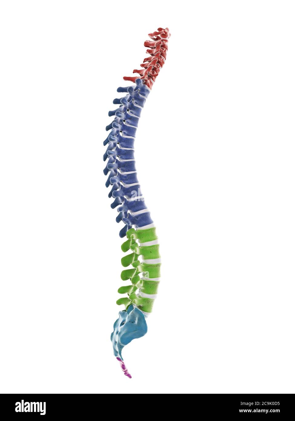 Segments of the human spine, illustration Stock Photo - Alamy