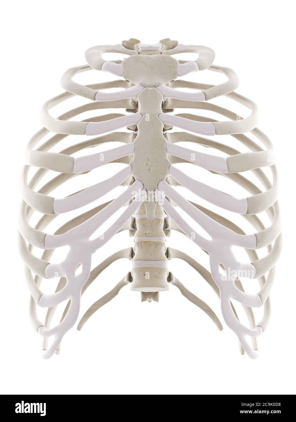 Skeletal thorax Cut Out Stock Images & Pictures - Alamy