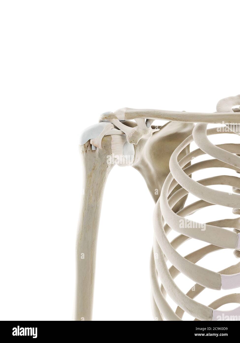 Skeletal shoulder, illustration Stock Photo - Alamy