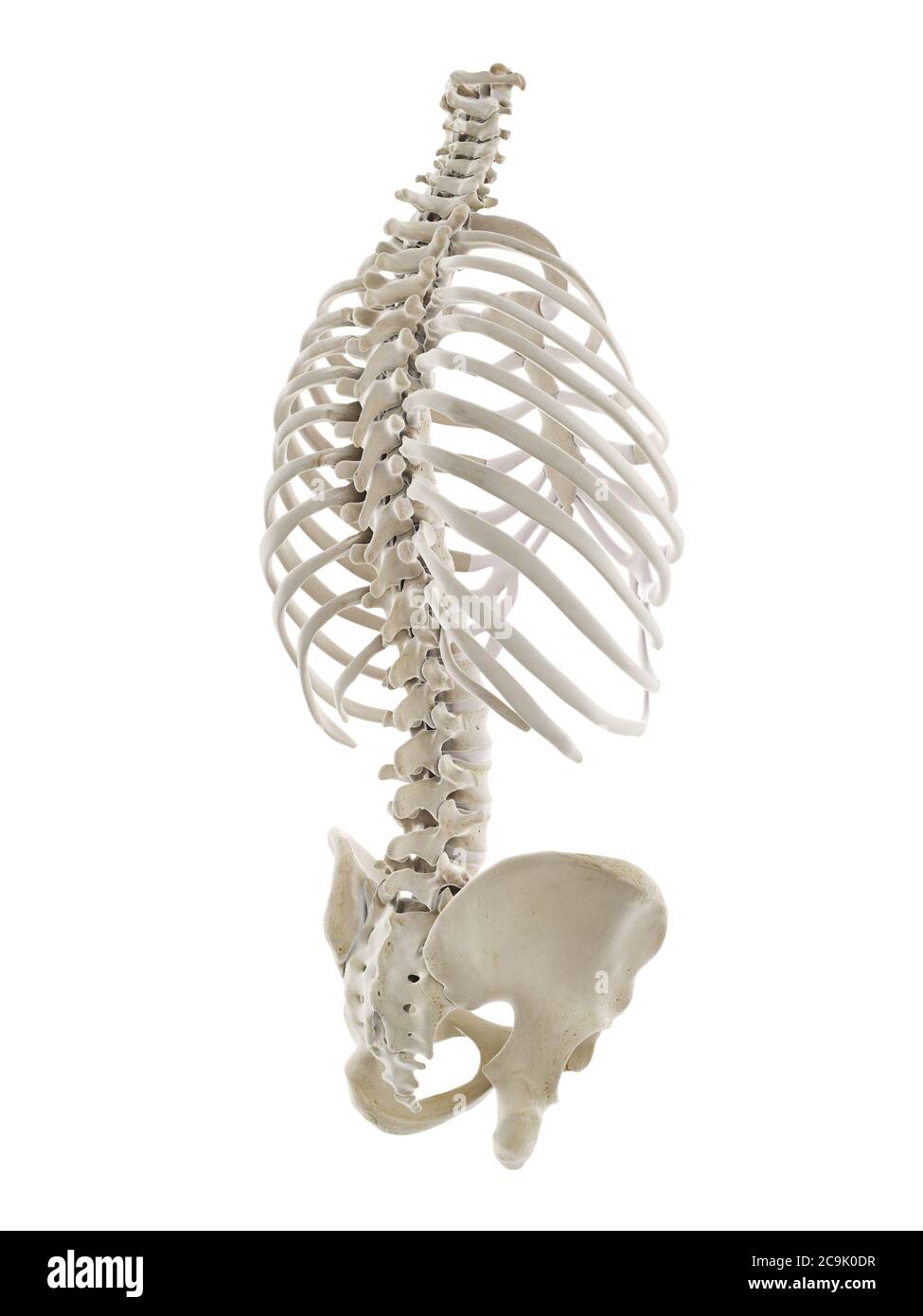 Human thorax, illustration Stock Photo - Alamy