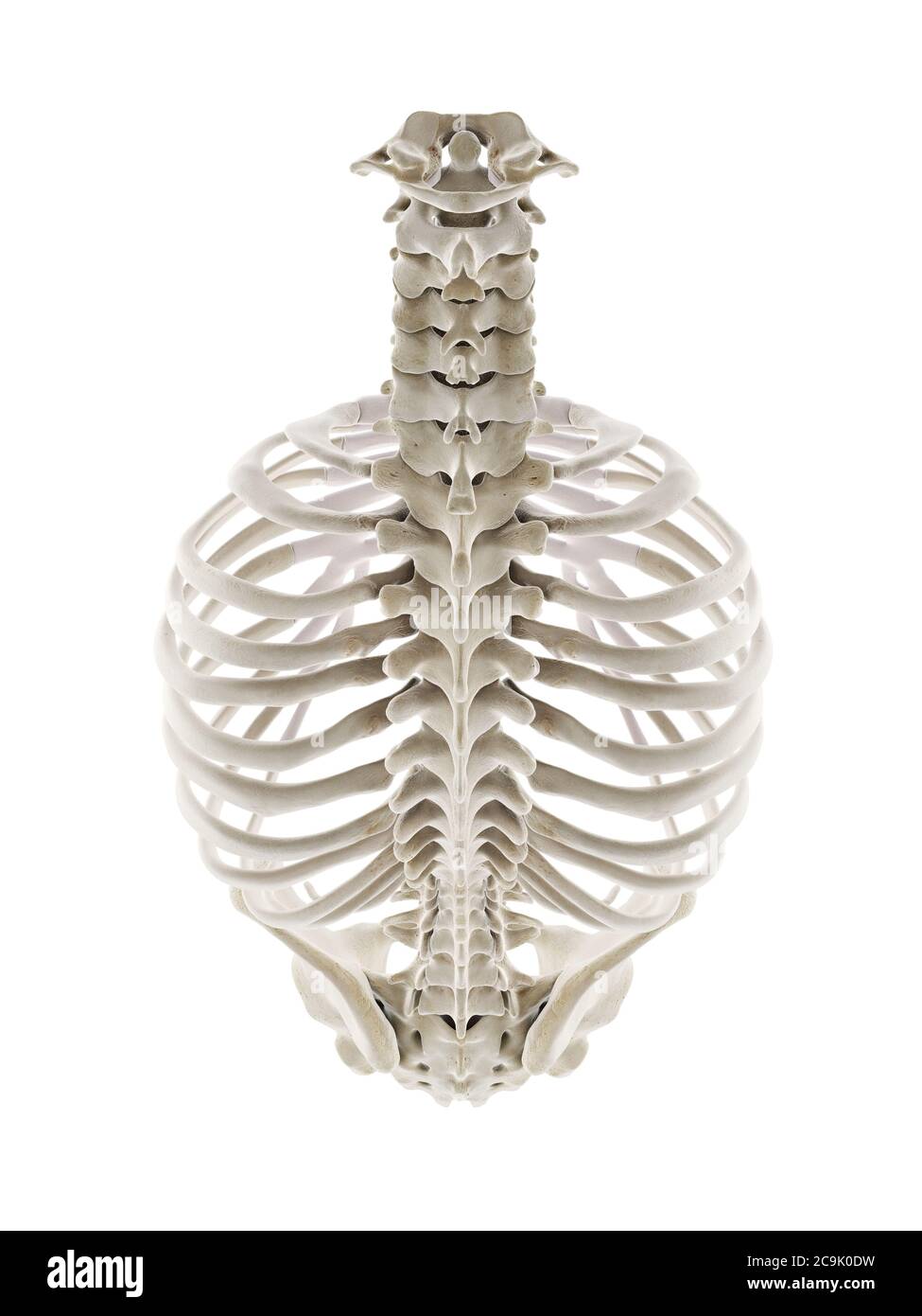 Human thorax, illustration Stock Photo - Alamy