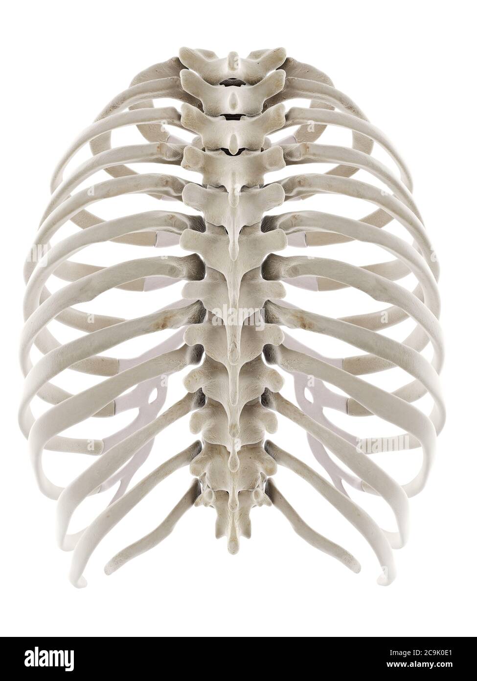 Thorax Cut Out Stock Images & Pictures - Alamy