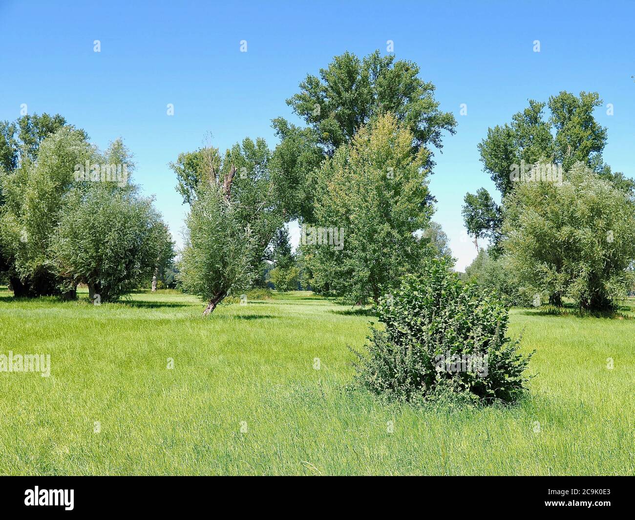 Beautiful nature at Rhine river in Germany Stock Photo - Alamy