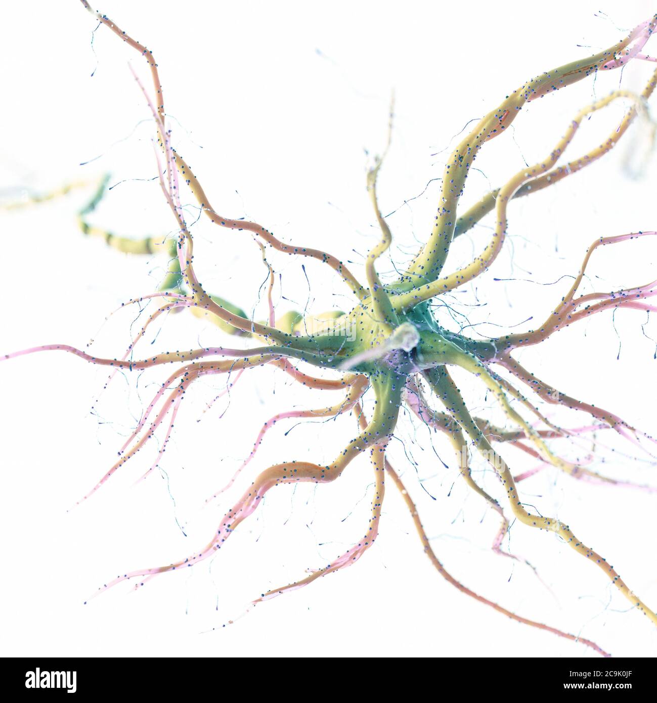 Human nerve cell, illustration Stock Photo - Alamy
