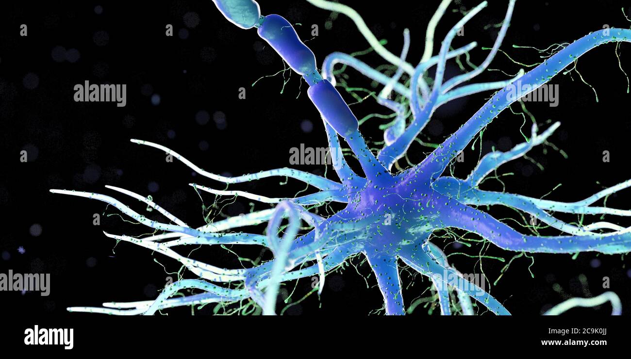 Human nerve cell, illustration Stock Photo - Alamy